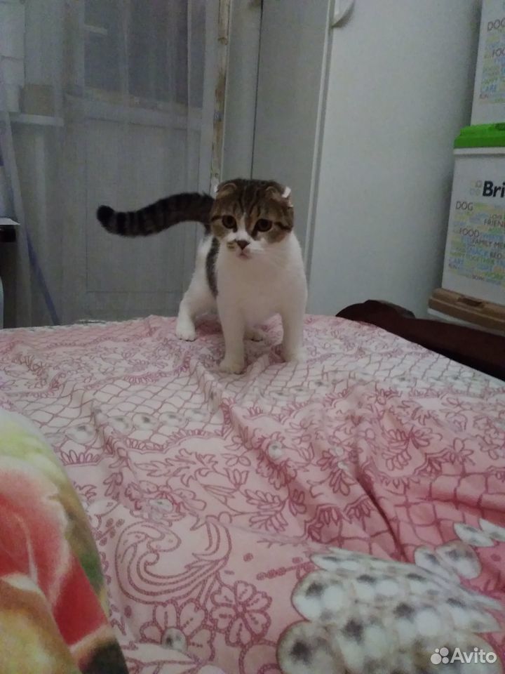 Вислоухий котенок девочка