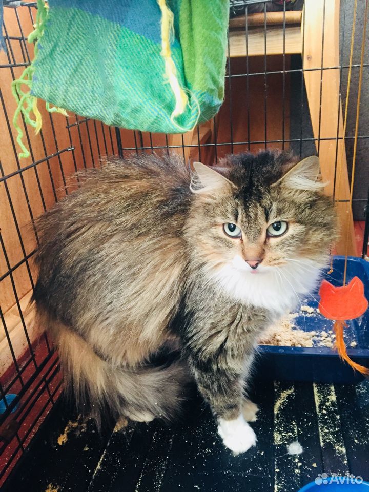 Старой беззубой кошечке некуда идти