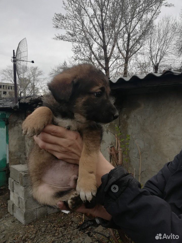 Собака