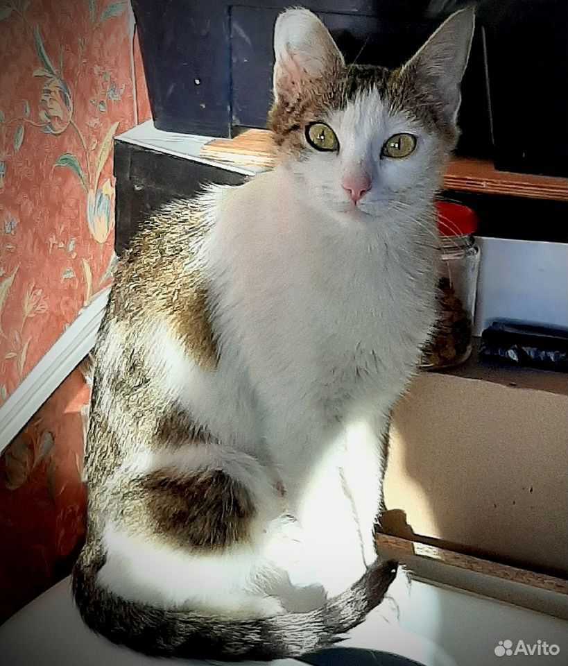 Кошка, подобранная потеряшка