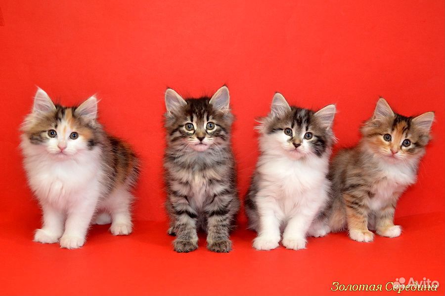 Классные котята курильского бобтейла