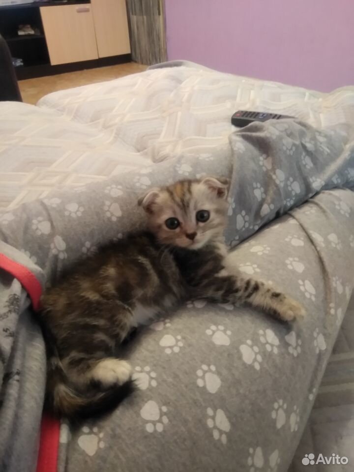 Котенок в добрые руки