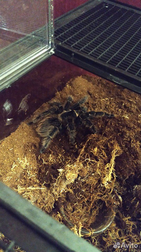 Самка паука