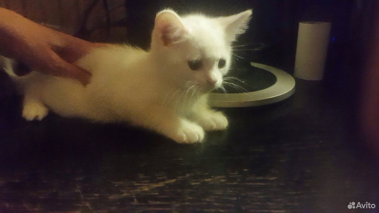 Котята турецкая Ангора