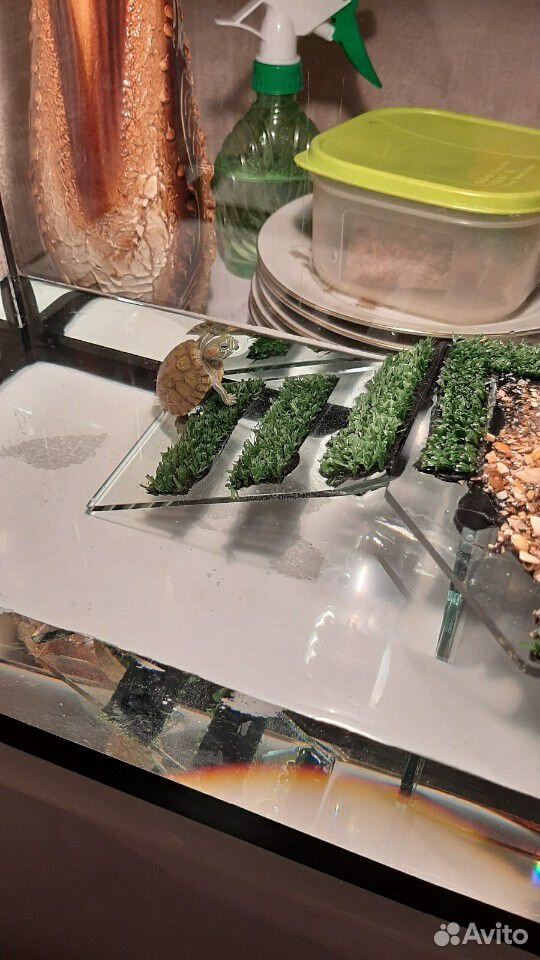 Черепашка маленькая с аквариумом