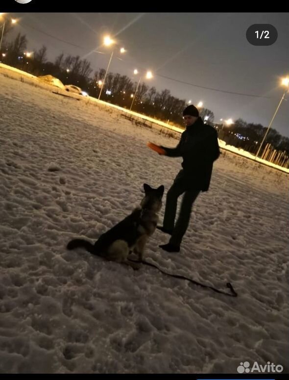 Овчар ищет дом