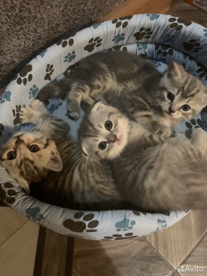 Котята