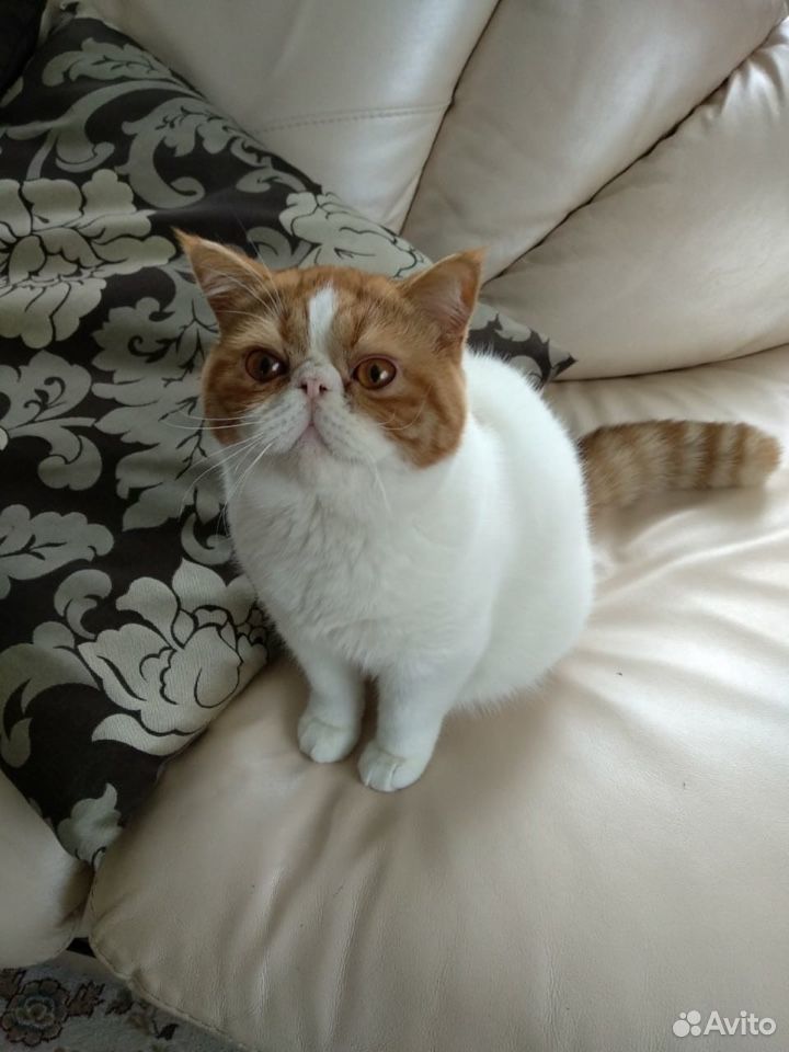 Экзотическая