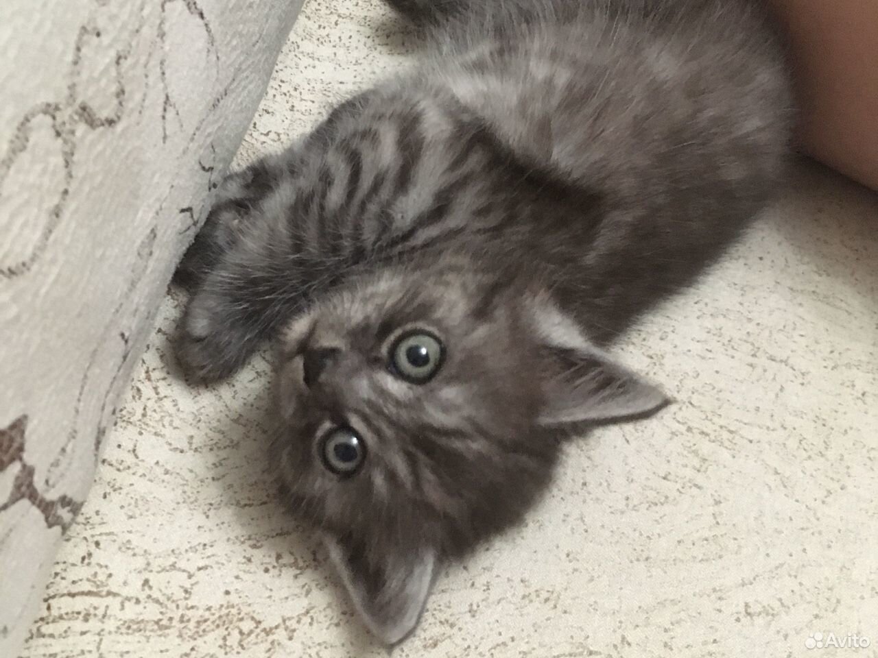 Котёнок