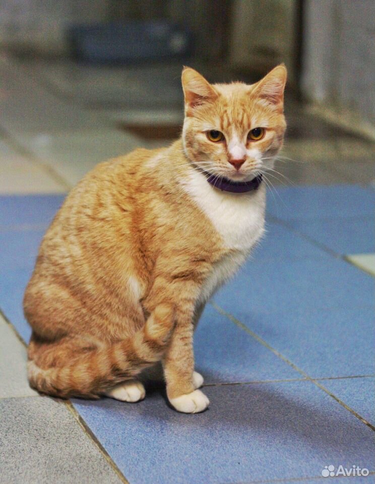 Кот Абрикос в добрые руки