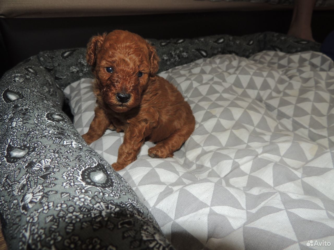 Продается щенок той-пуделя