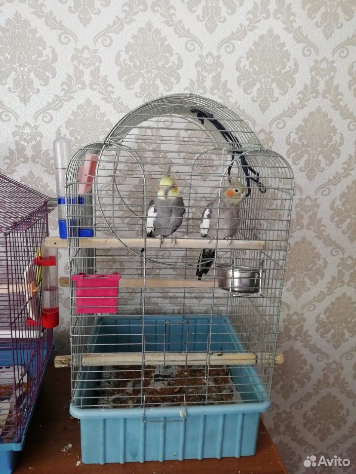 Кореллы пара