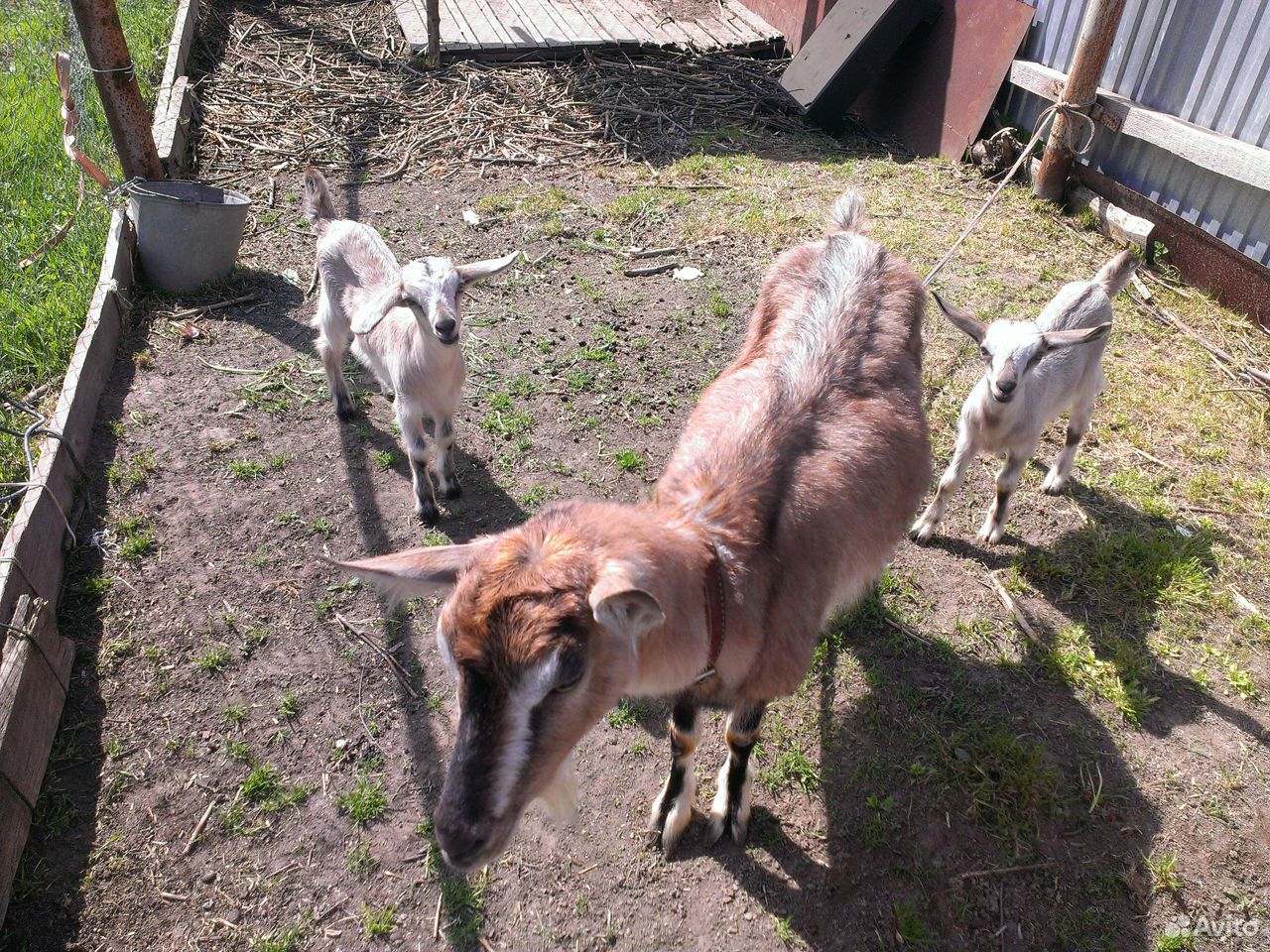 Козлята