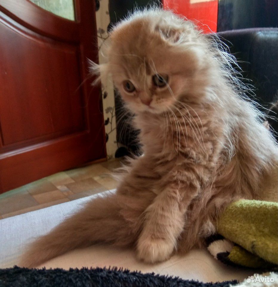 Шотландское лиловое чудо