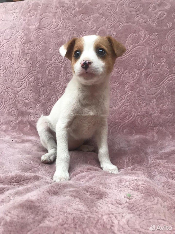 Мона ищет дом