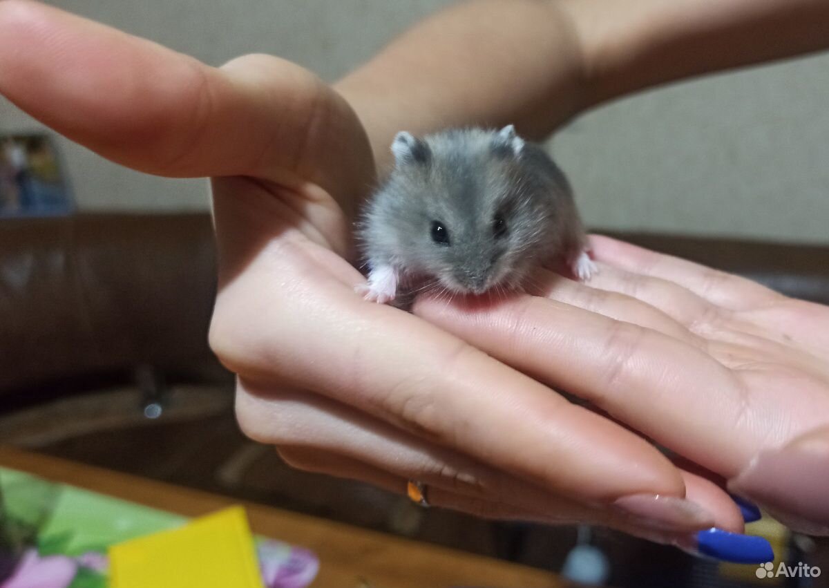 Джунгарские хомячки