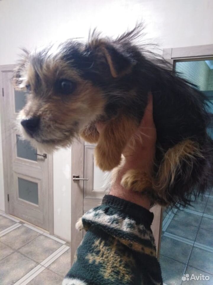 Ищет дом щенок мелкой собачки Вуди