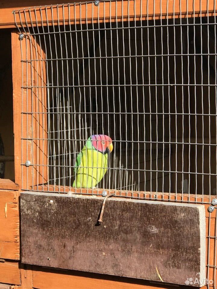 Попугай самец сливоголовый