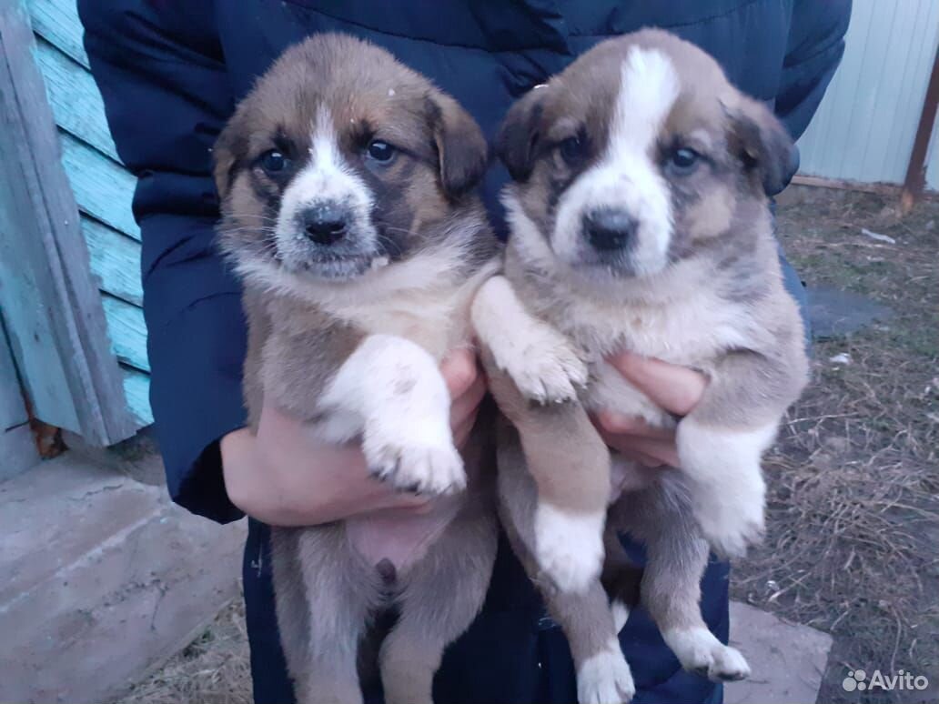 Отдам в добрые руки. Мама метис алабая. Есть мальч