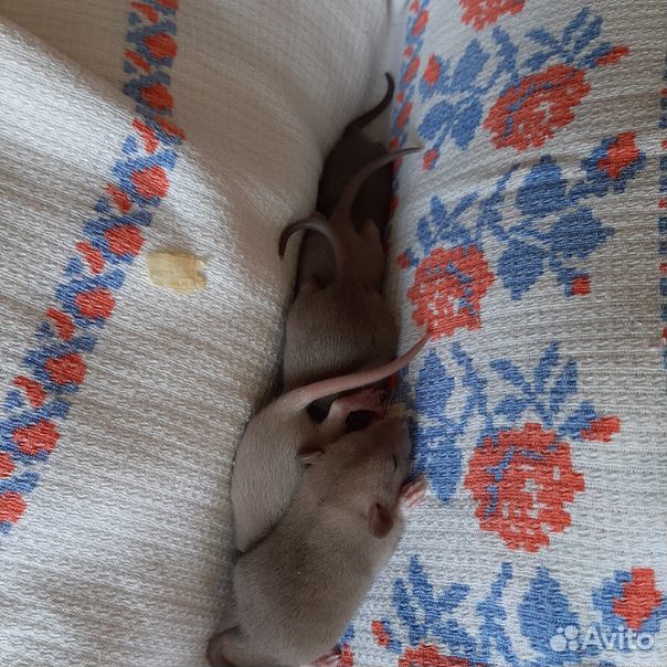 Крысята Дамбо