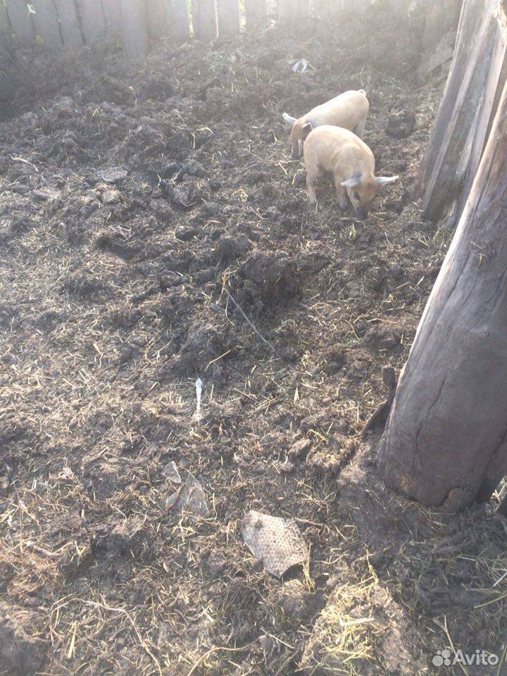 Мангалица