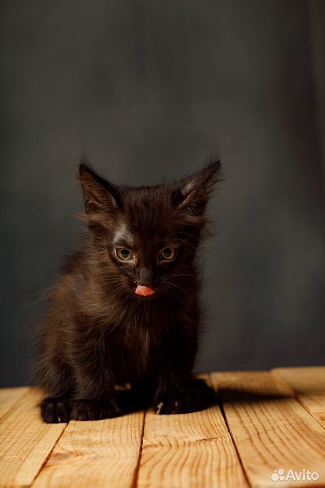 Котёнок мальчик ищет новых хозяев. Возраст 1 мес