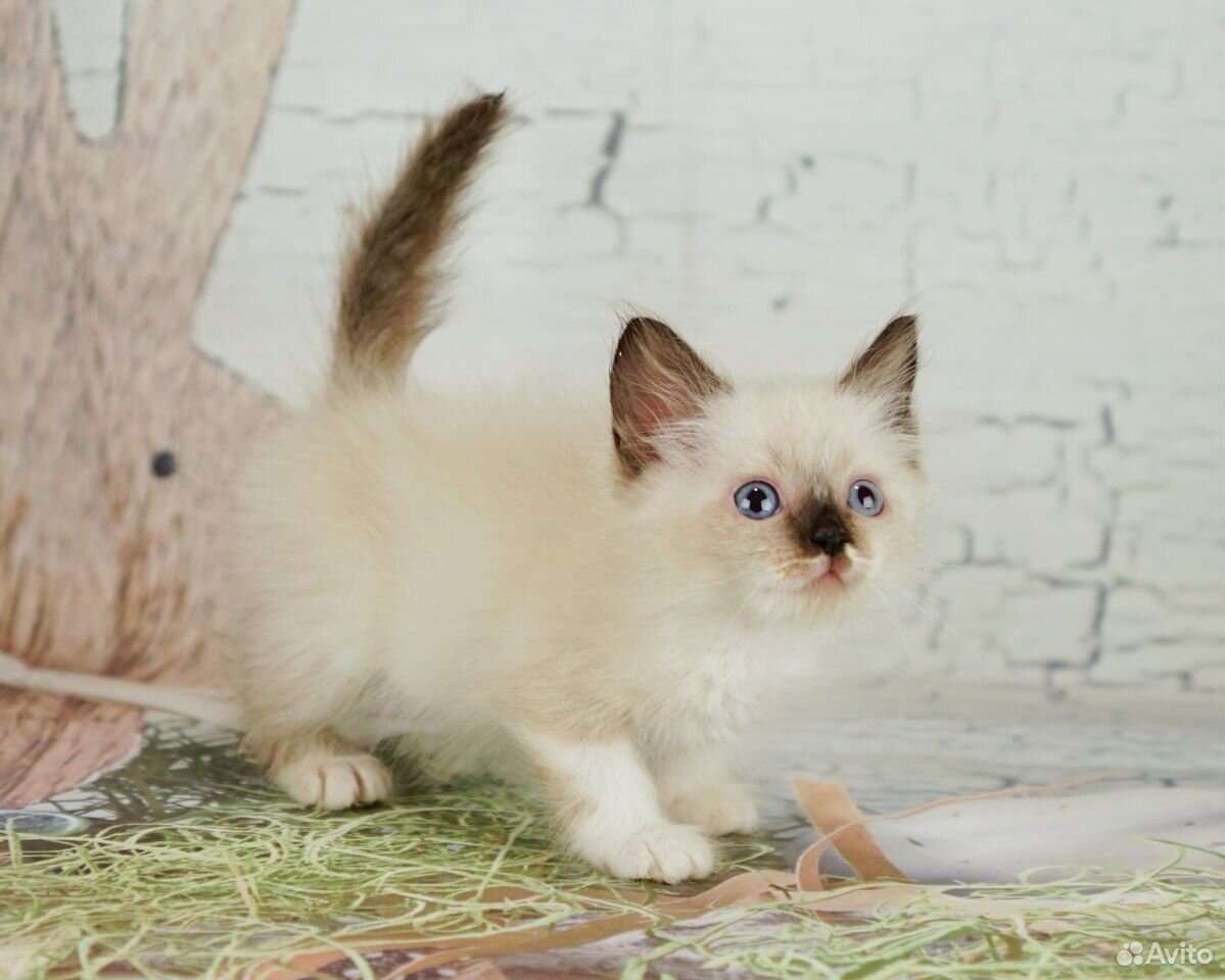 Красотка Мира невская маскарадная с док-ми