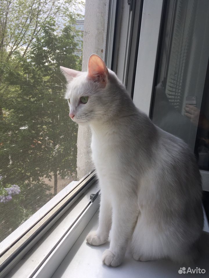 Кошка