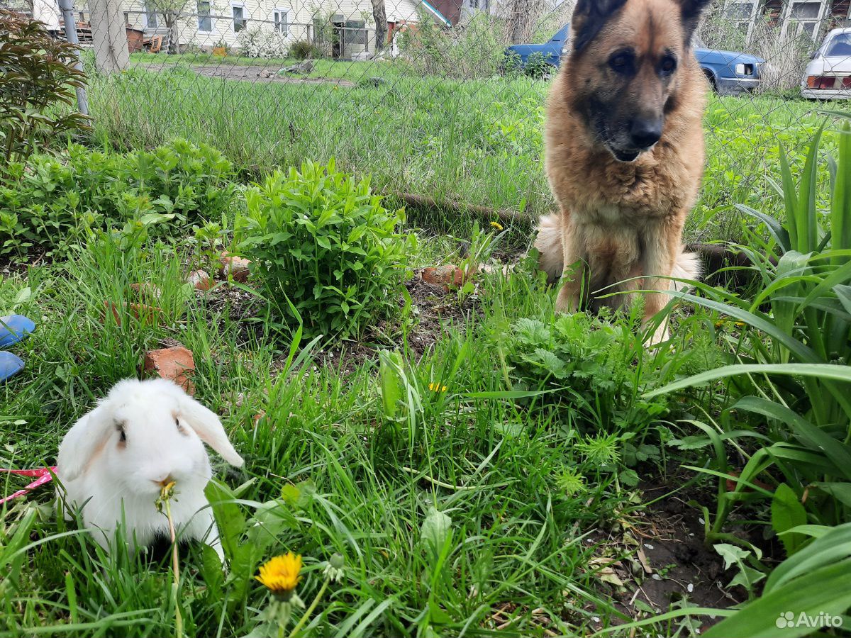 Белый кролик, девочка, 7 месяцев, порода вислоухий