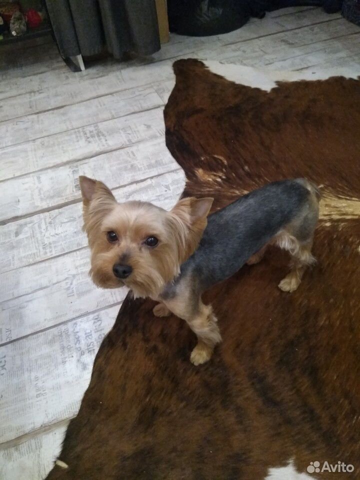 Йоркширский терьер