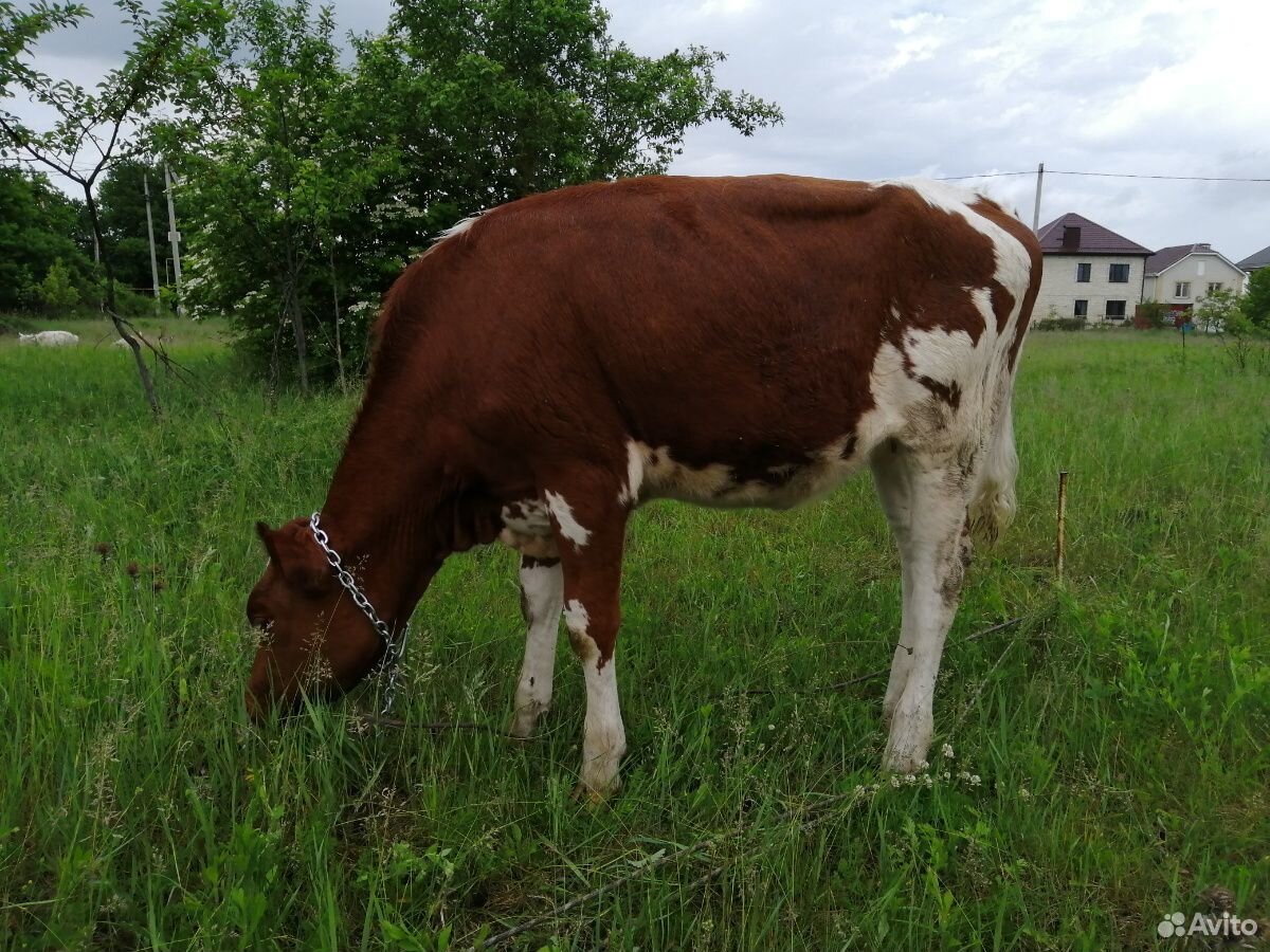 Айширо голштинская телка