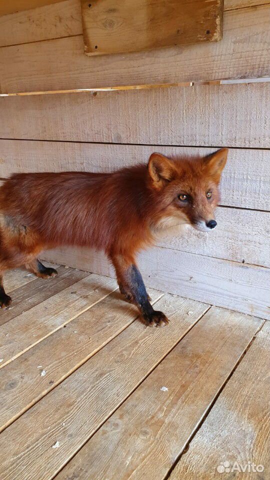 Лисята из зверозовхоза