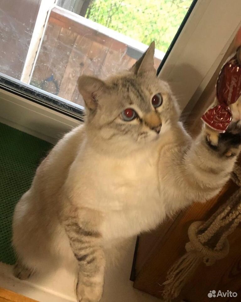 Тайская,выброшенная,умница кошечка-красавица Зося