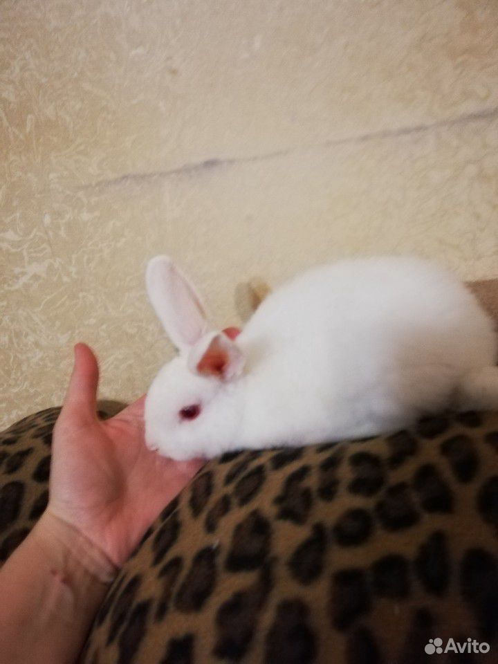 Карликовый кролик Рэкс