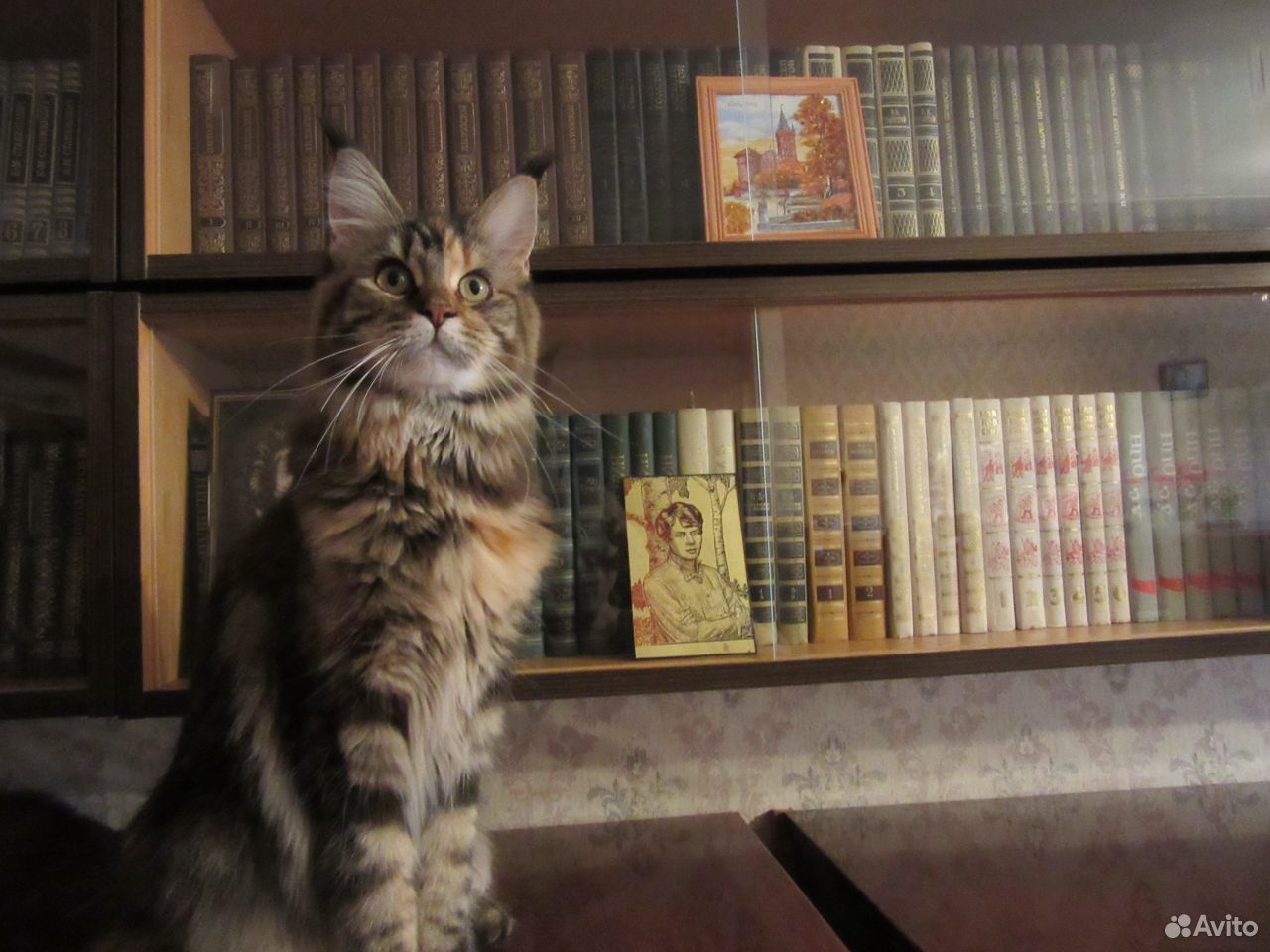 Продажа котят