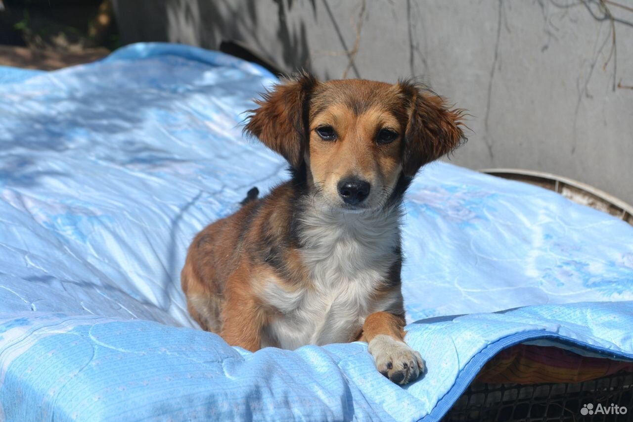 Ищет дом щенок мелкой собачки Маруся