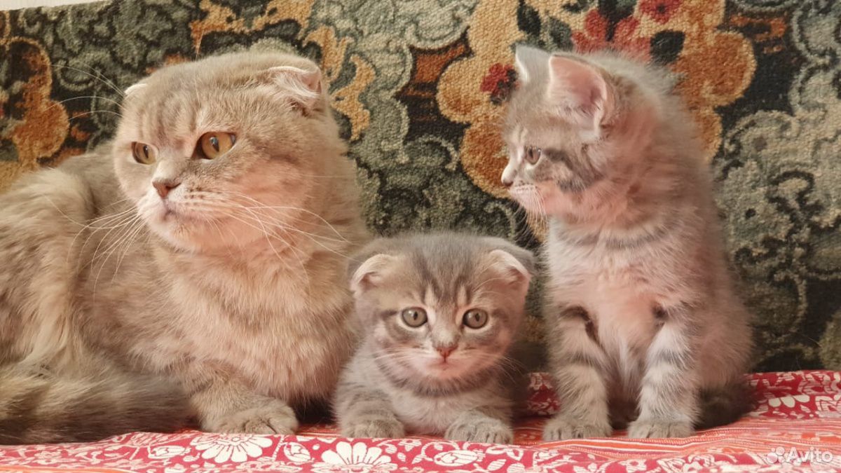 Шотландская