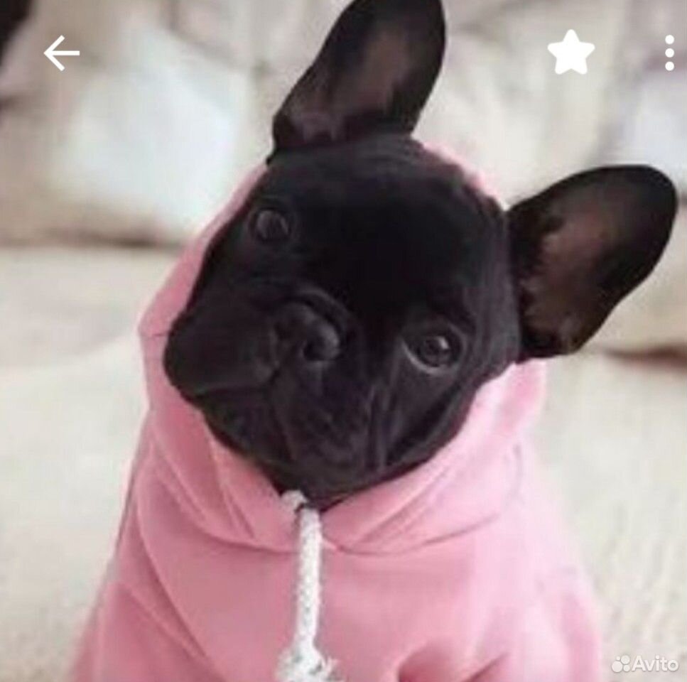 Французский бульдожек