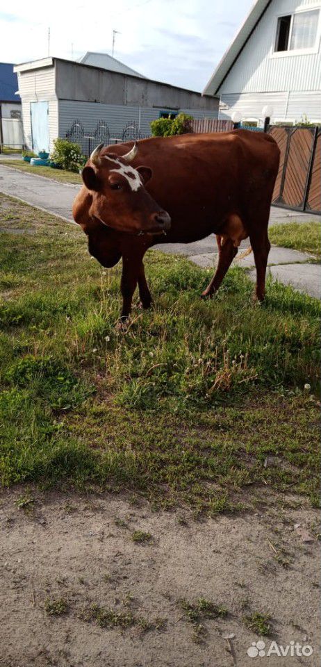 Бык 2года, Корова, Козлы, козлята