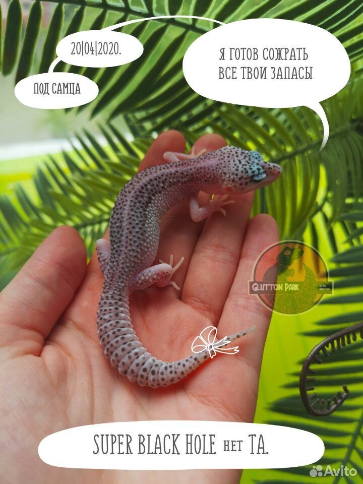 Эублефар /SBH /Самец