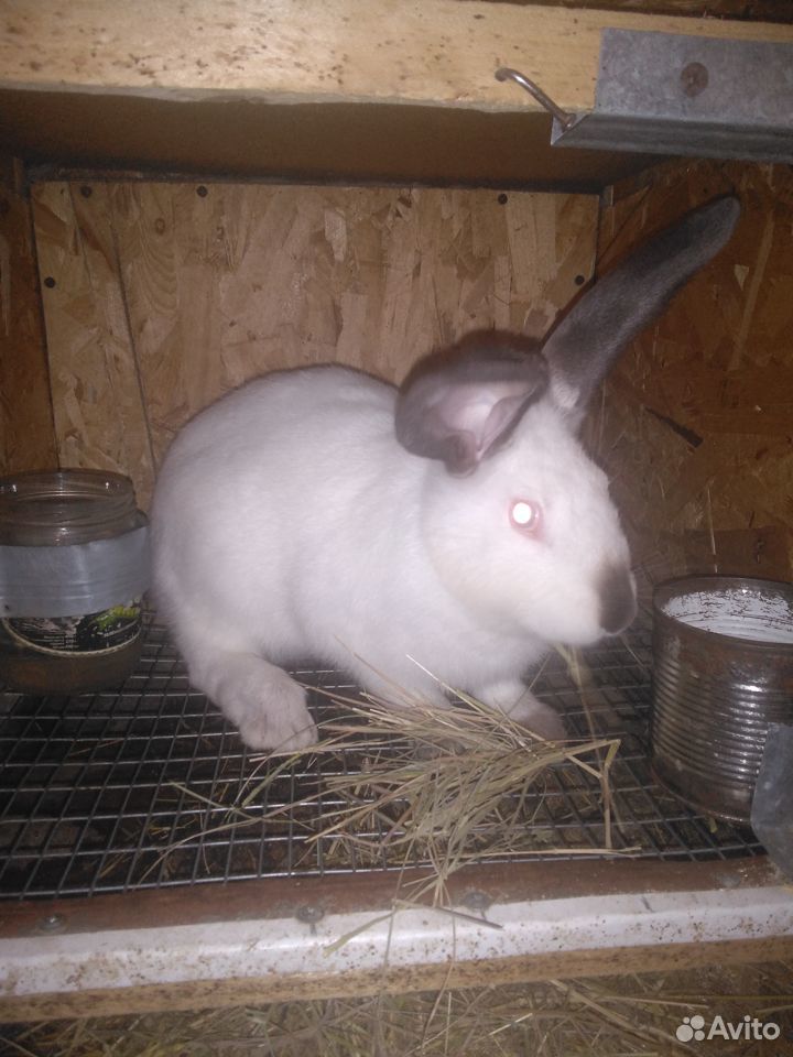 Кролики помесные 2-3 месяца