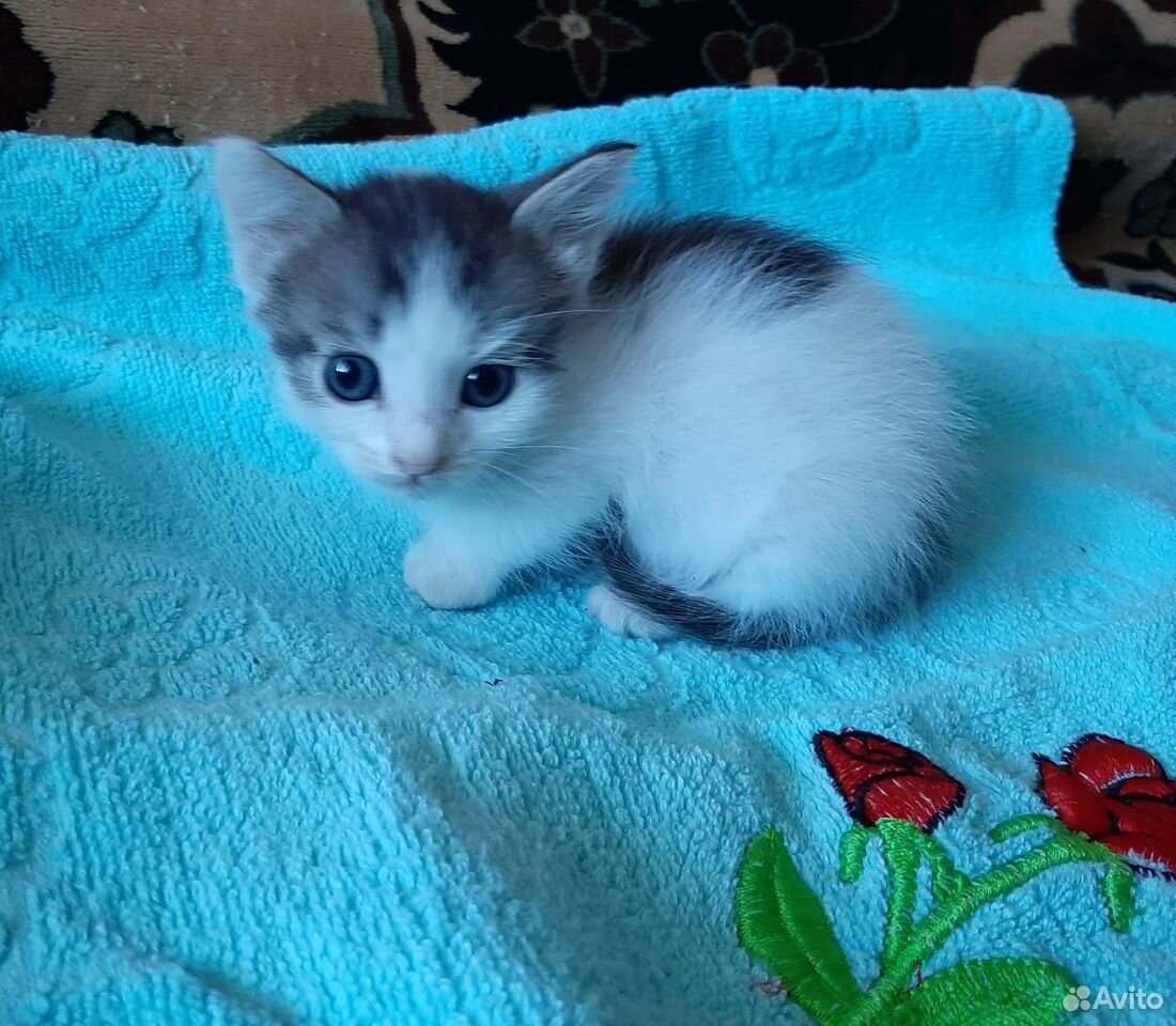 Котюни котик и коша - в заботливые руки