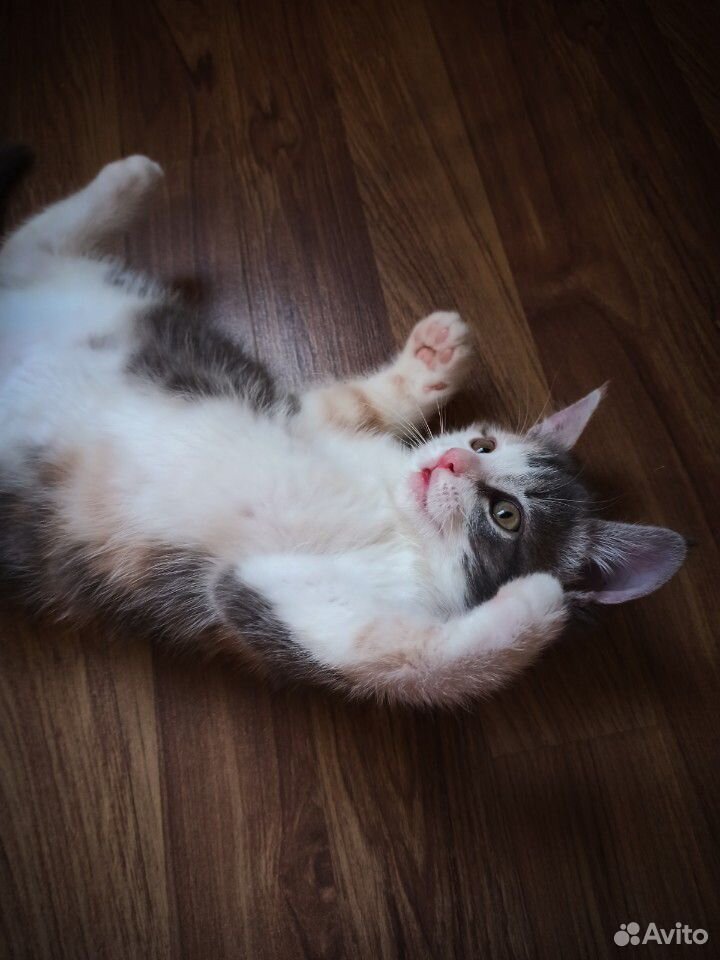 Отдам котят полубританцев