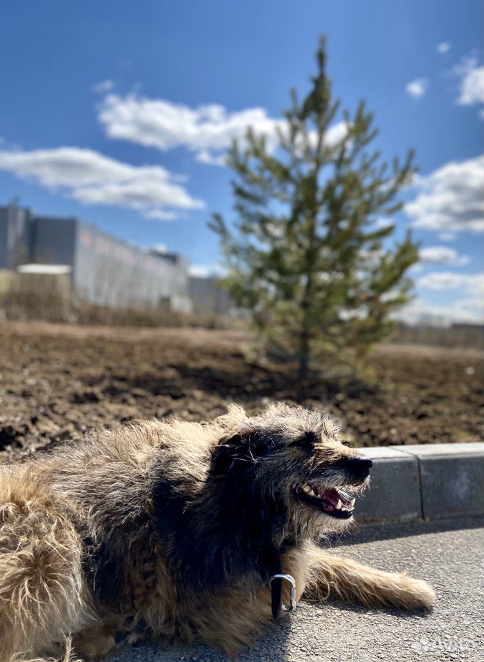 Кудряшка ищет дом