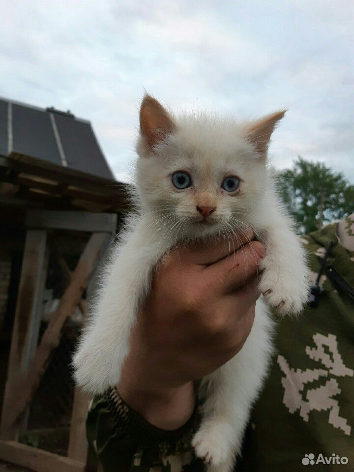 Кошки