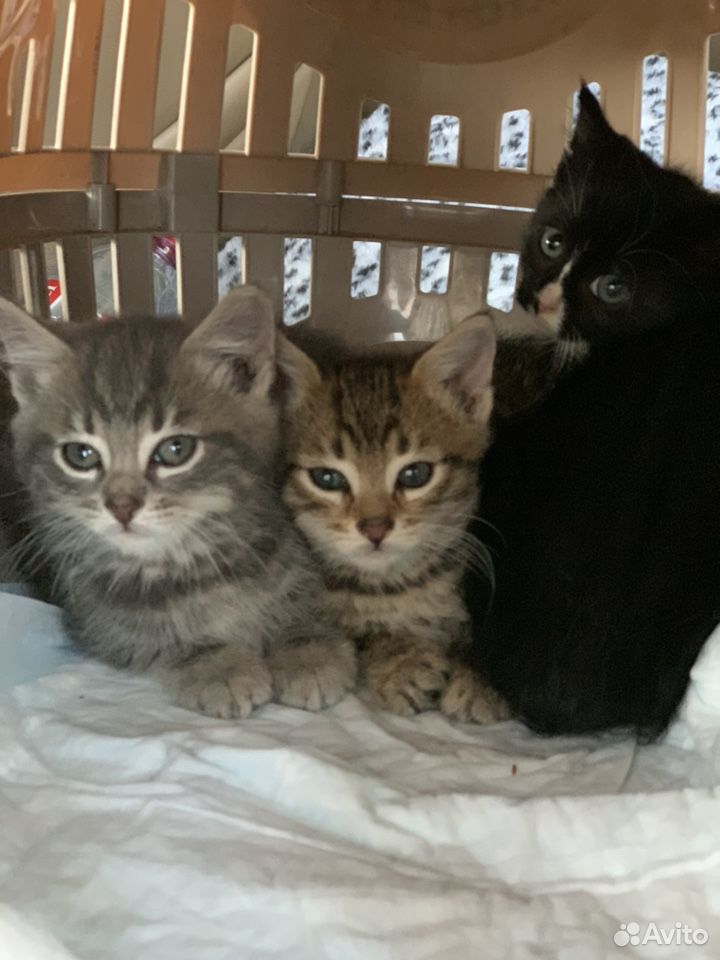 Котята 1 мес