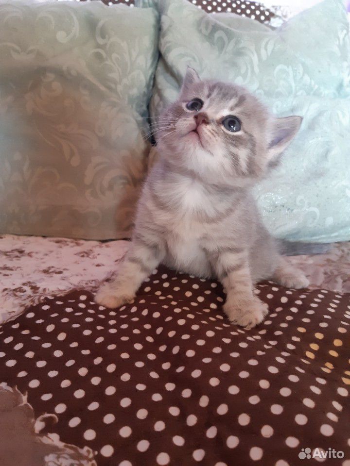 Котенок британец