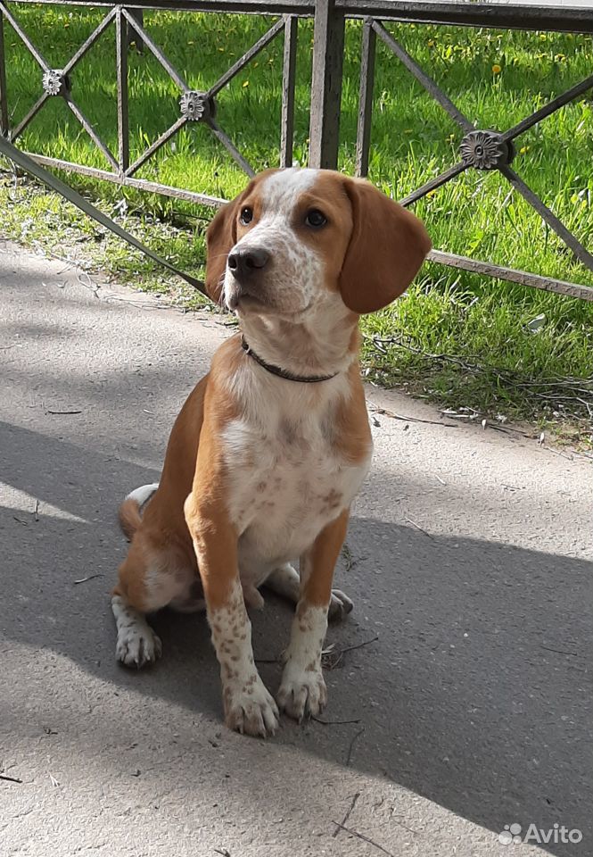 Щенок бигля 4,5 месяцев