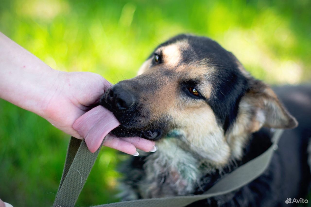 Отдам собаку