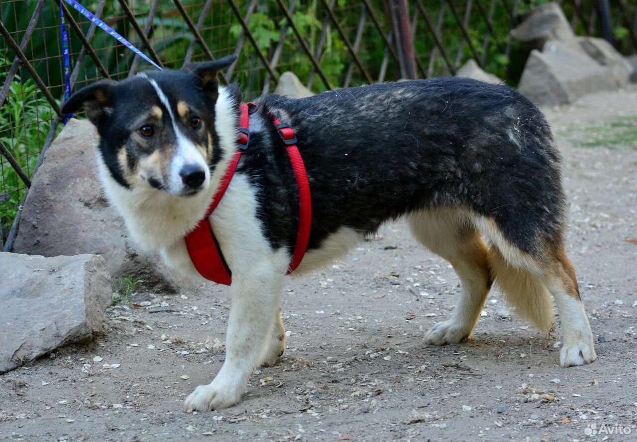 Небольшая коротколапая собачка